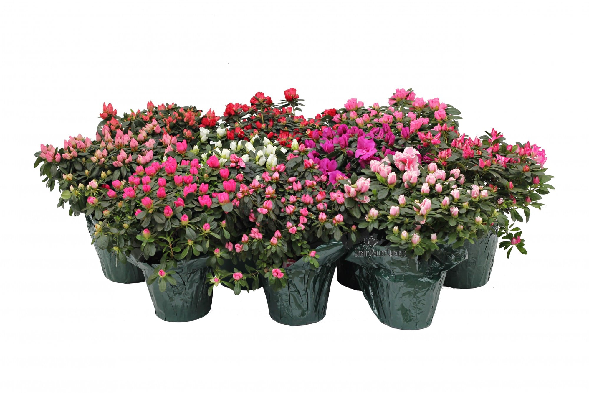 Products | Spring Valley Gardens